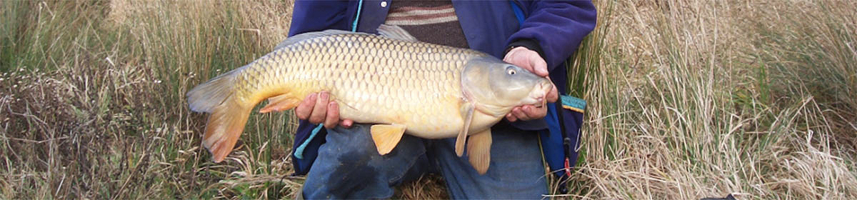 Passies Pond - Fisheries.co.uk