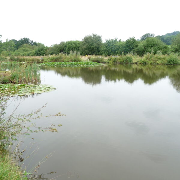 Rosefern Pool - Fisheries.co.uk