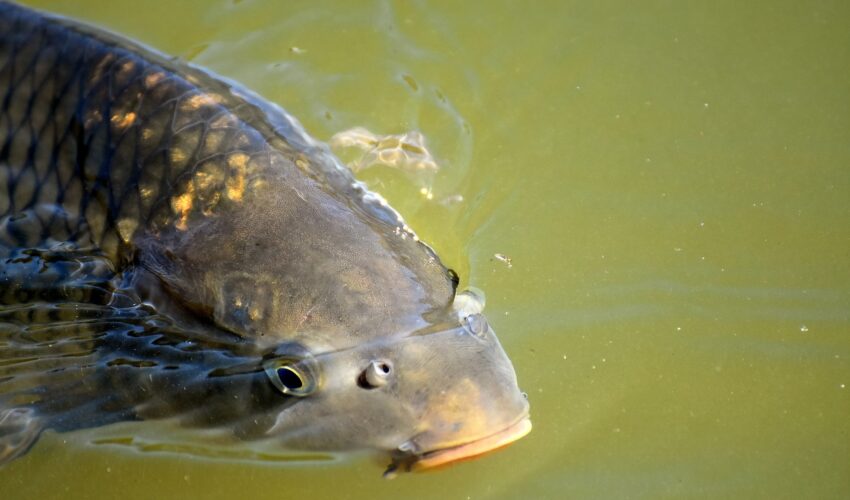 A guide to fisheries and fishing - Fisheries.co.uk