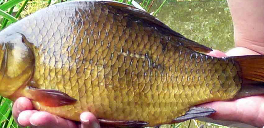 A guide to fisheries and fishing - Fisheries.co.uk