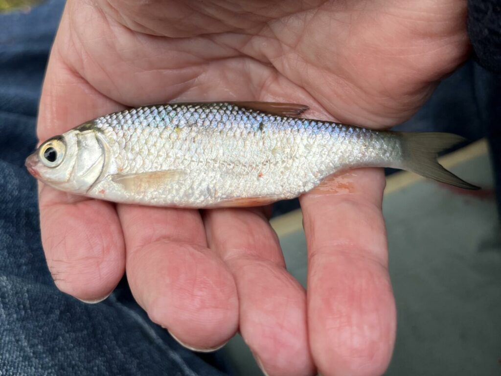 Fishing for Roach - Fisheries.co.uk