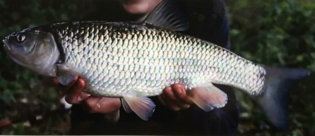 Fishing for Chub - Fisheries.co.uk