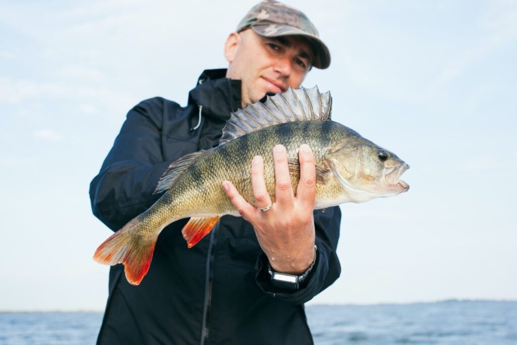 Fishing for Perch - Fisheries.co.uk