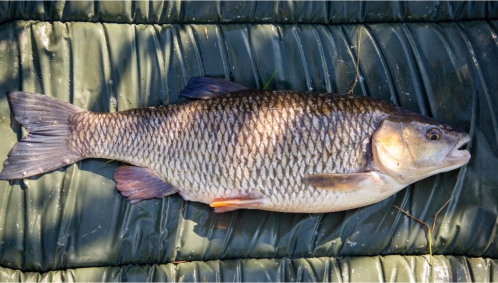 Late summer chub fishing - Fisheries.co.uk