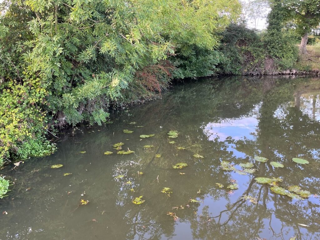 Species spotlight - fishing for Rudd - Fisheries.co.uk