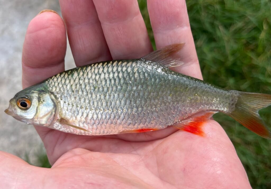 Species spotlight - fishing for Rudd - Fisheries.co.uk