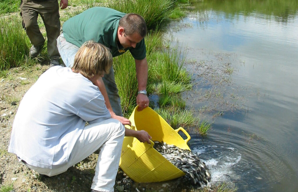 Timely advice on coarse fish stocking - Fisheries.co.uk