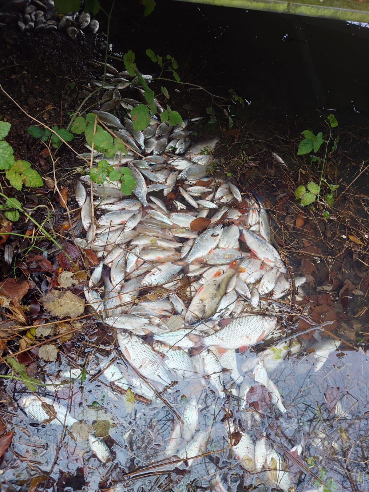 Dead fish on River Nene - Fisheries.co.uk