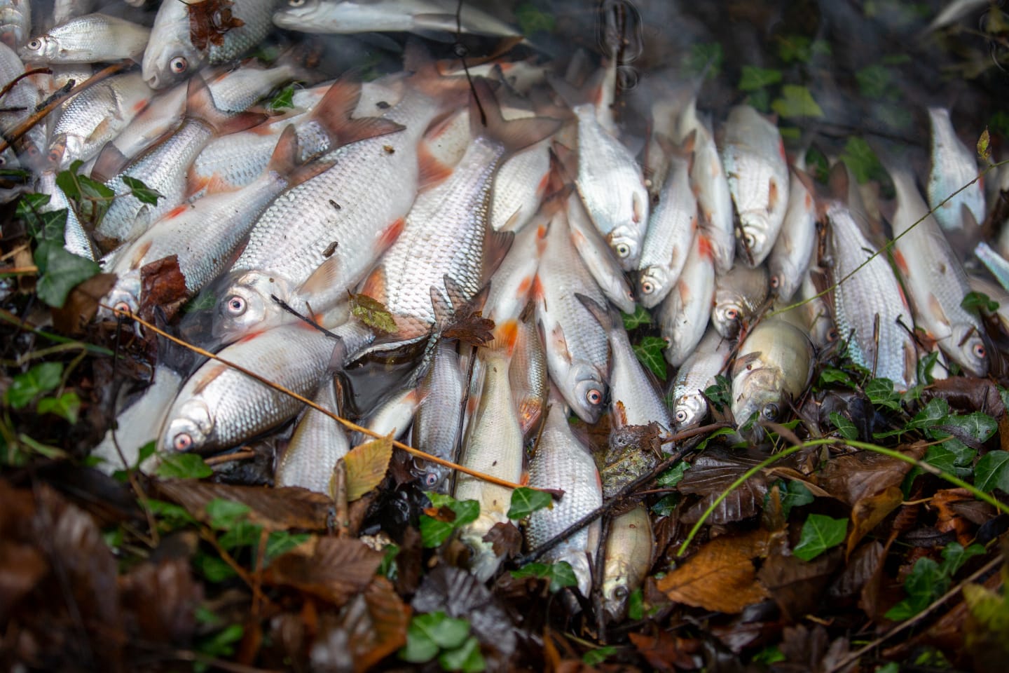Dead fish on River Nene - Fisheries.co.uk