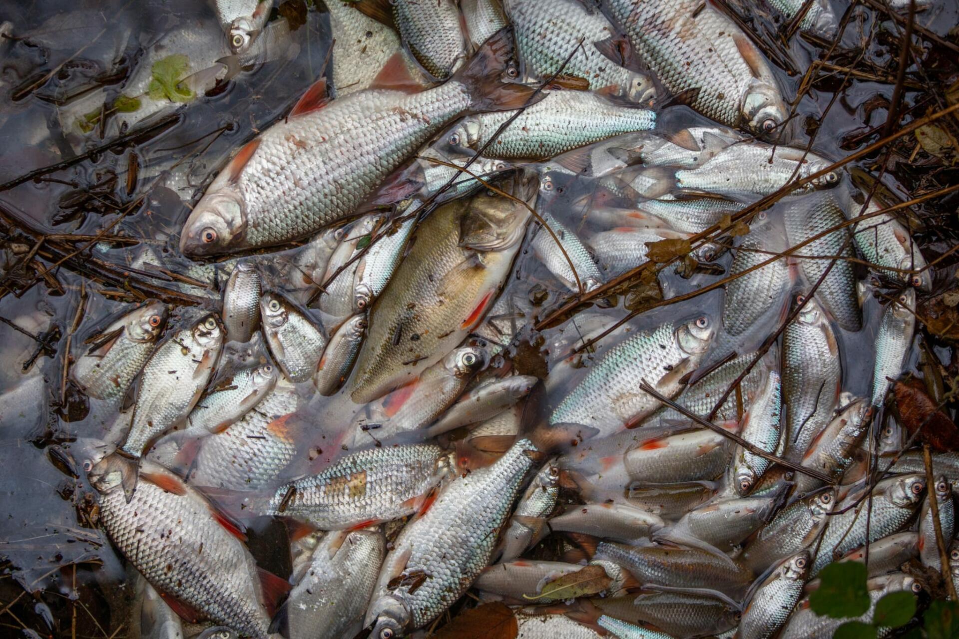 Dead fish on River Nene - Fisheries.co.uk