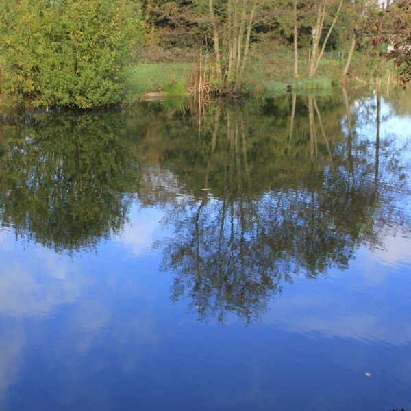 Cobbleacre Park Lakes - Fisheries.co.uk