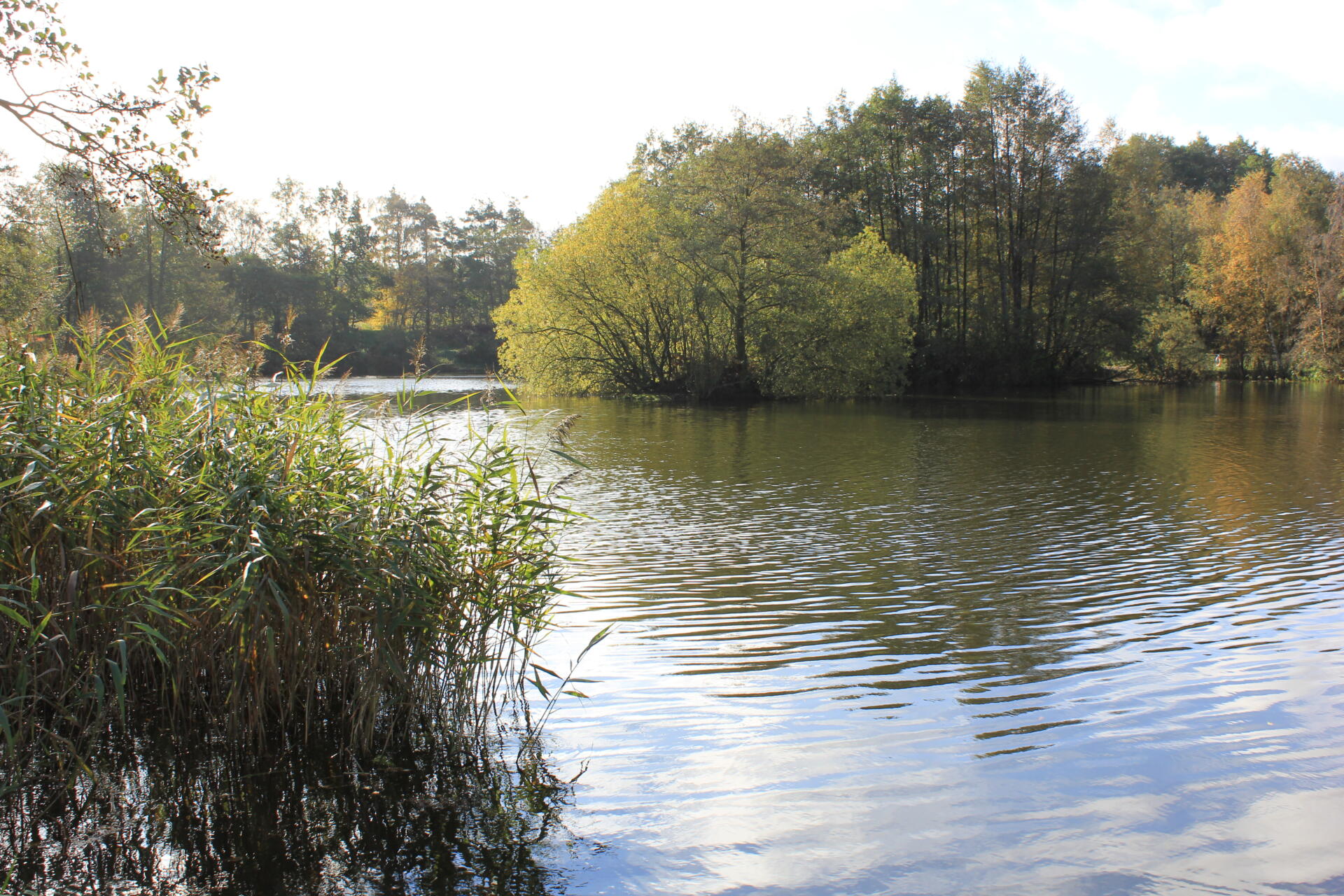Cobbleacre Park Lakes | Fisheries.co.uk