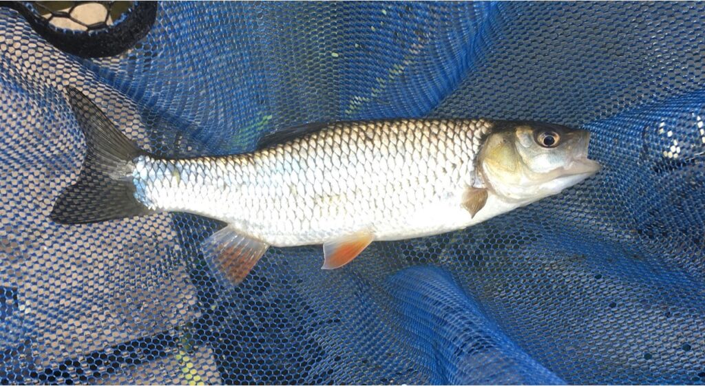 Guide to stick float fishing - Fisheries.co.uk