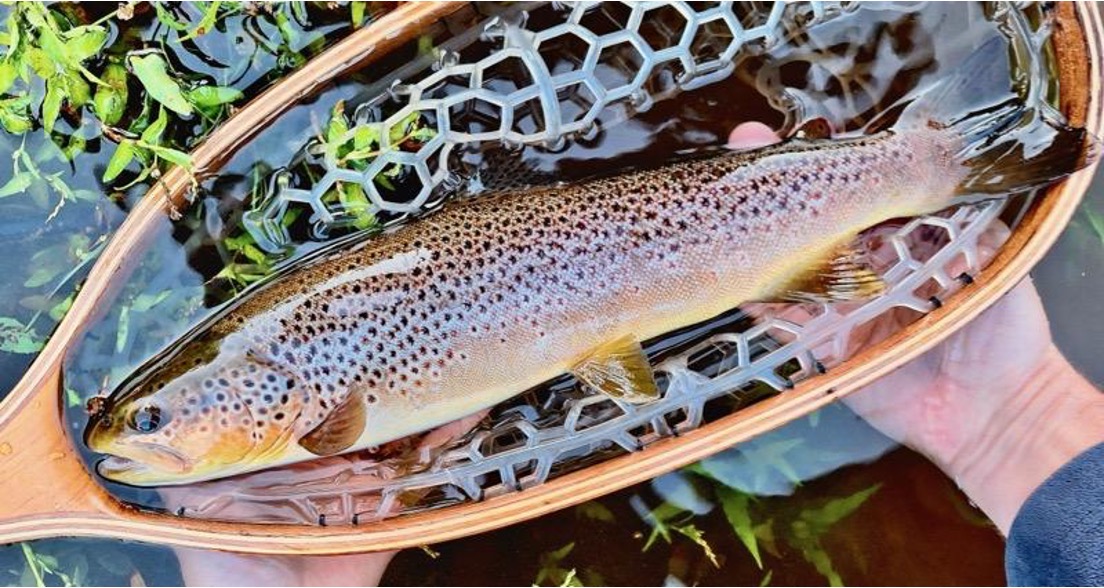 Trout store