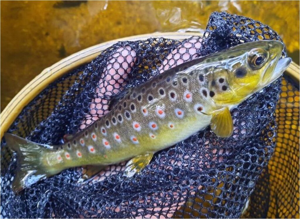Brown Trout: A fishing guide - Fisheries.co.uk